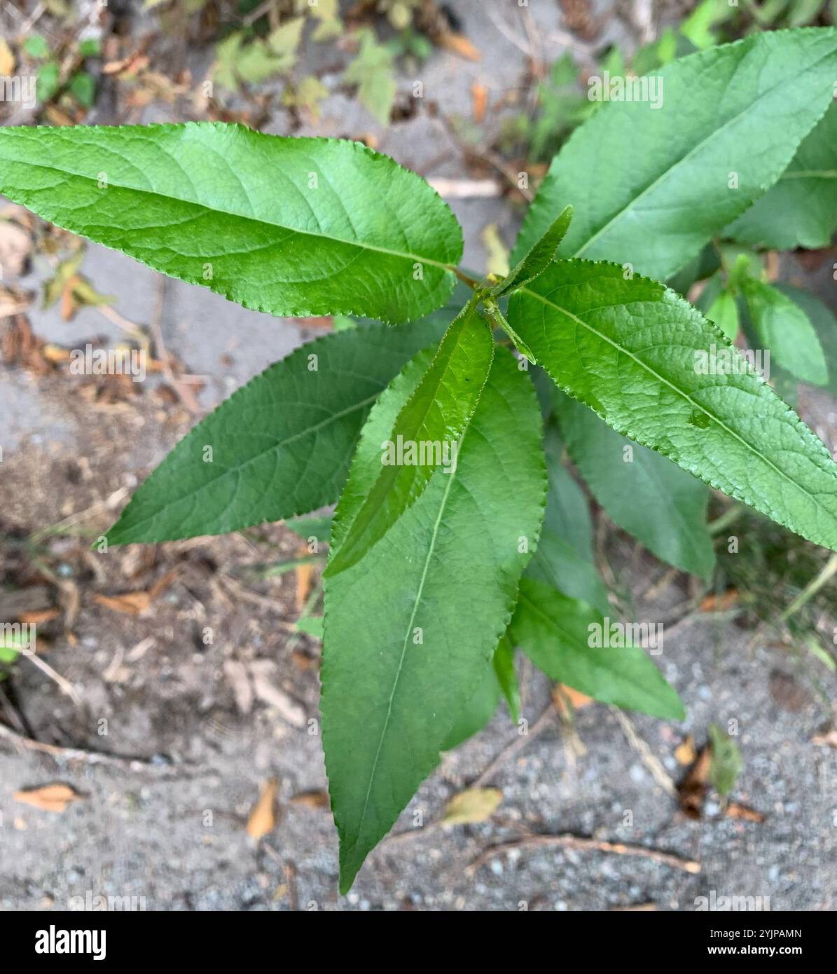 Family salicaceae immagini e fotografie stock ad alta risoluzione - Alamy