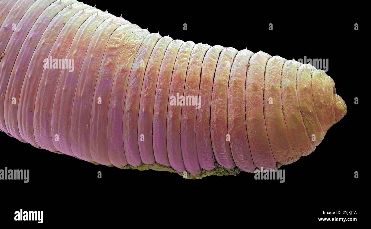Zoologia del lombrico sem immagini e fotografie stock ad alta risoluzione - Alamy