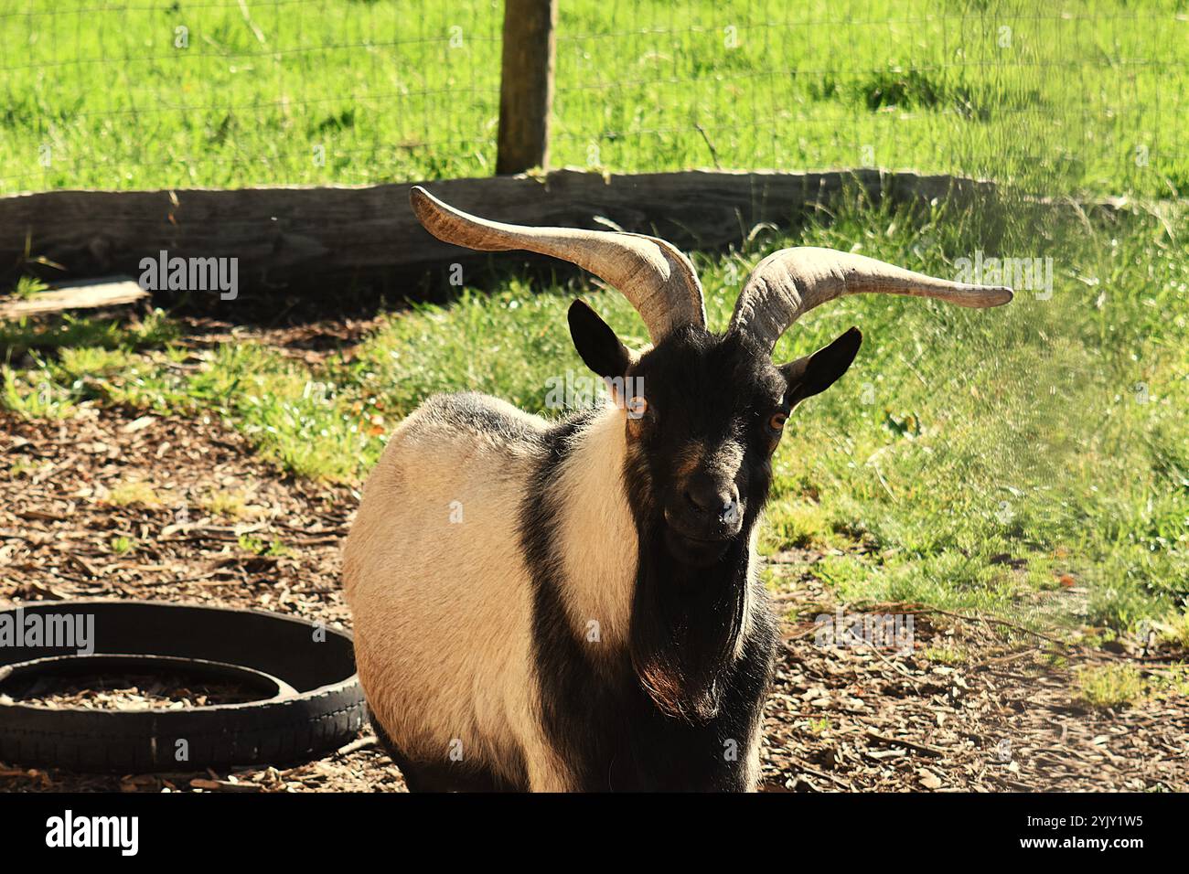 Una capra maschio immagini e fotografie stock ad alta risoluzione - Alamy