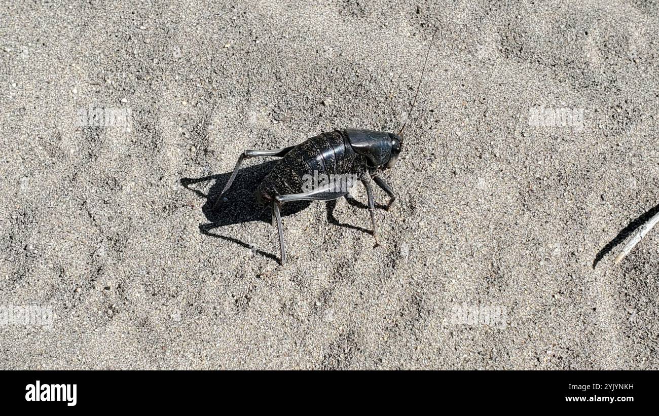 Anabrus simplex immagini e fotografie stock ad alta risoluzione - Alamy