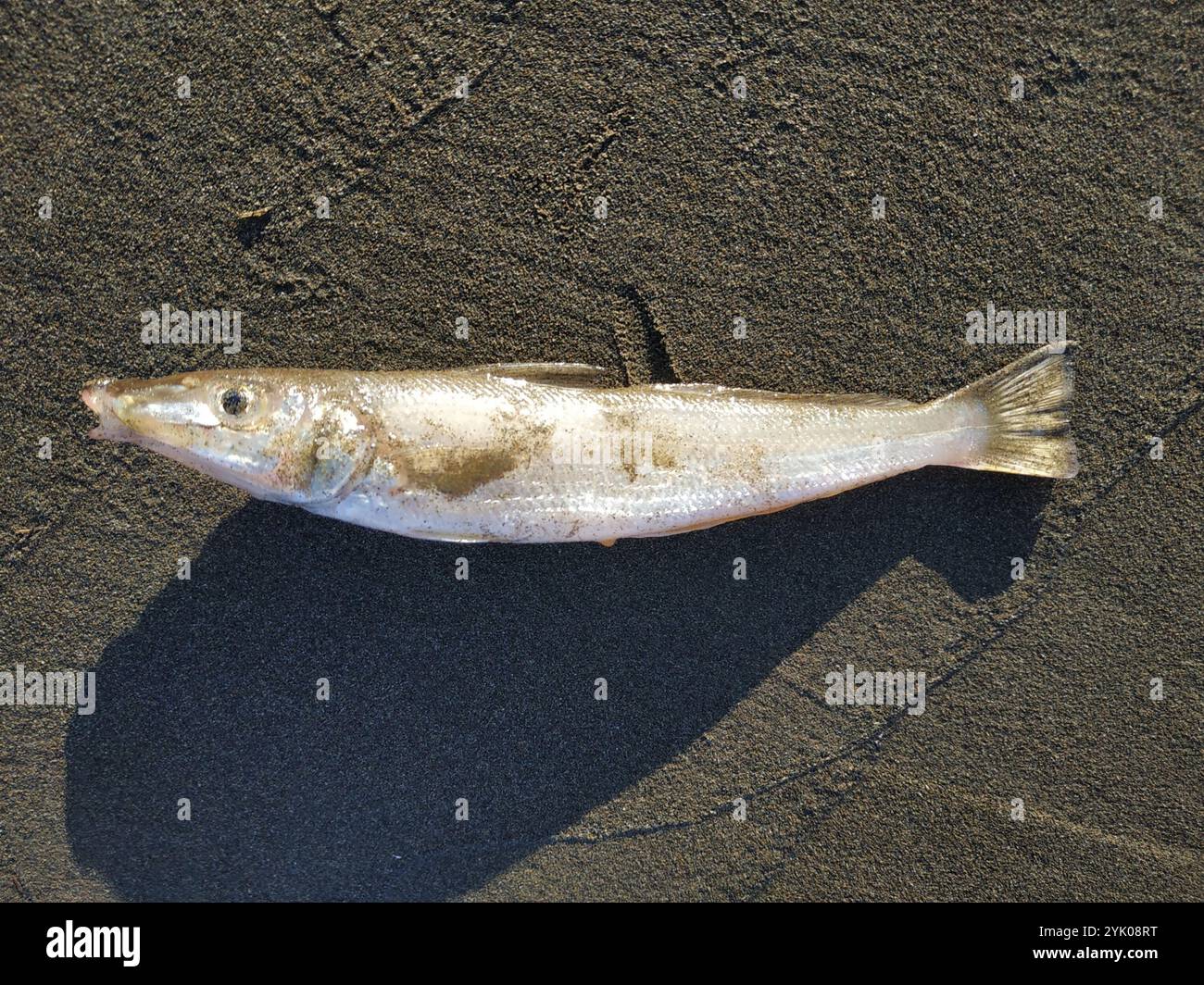 Sillago sihama immagini e fotografie stock ad alta risoluzione - Alamy