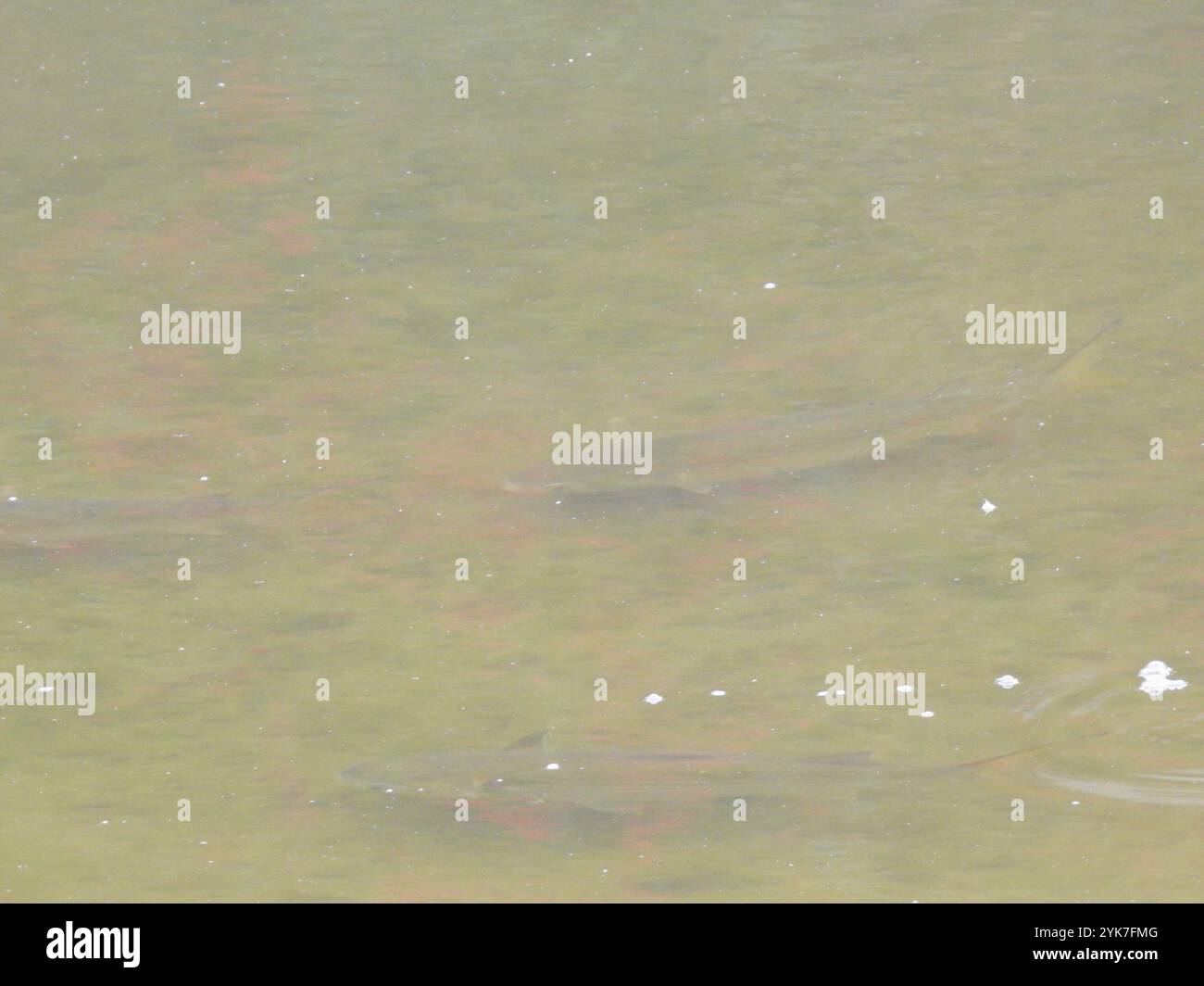 Mugil cefalo di mare immagini e fotografie stock ad alta risoluzione ...