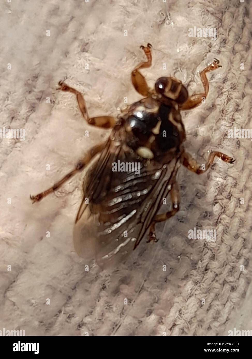 Pidocchio mosche immagini e fotografie stock ad alta risoluzione - Alamy