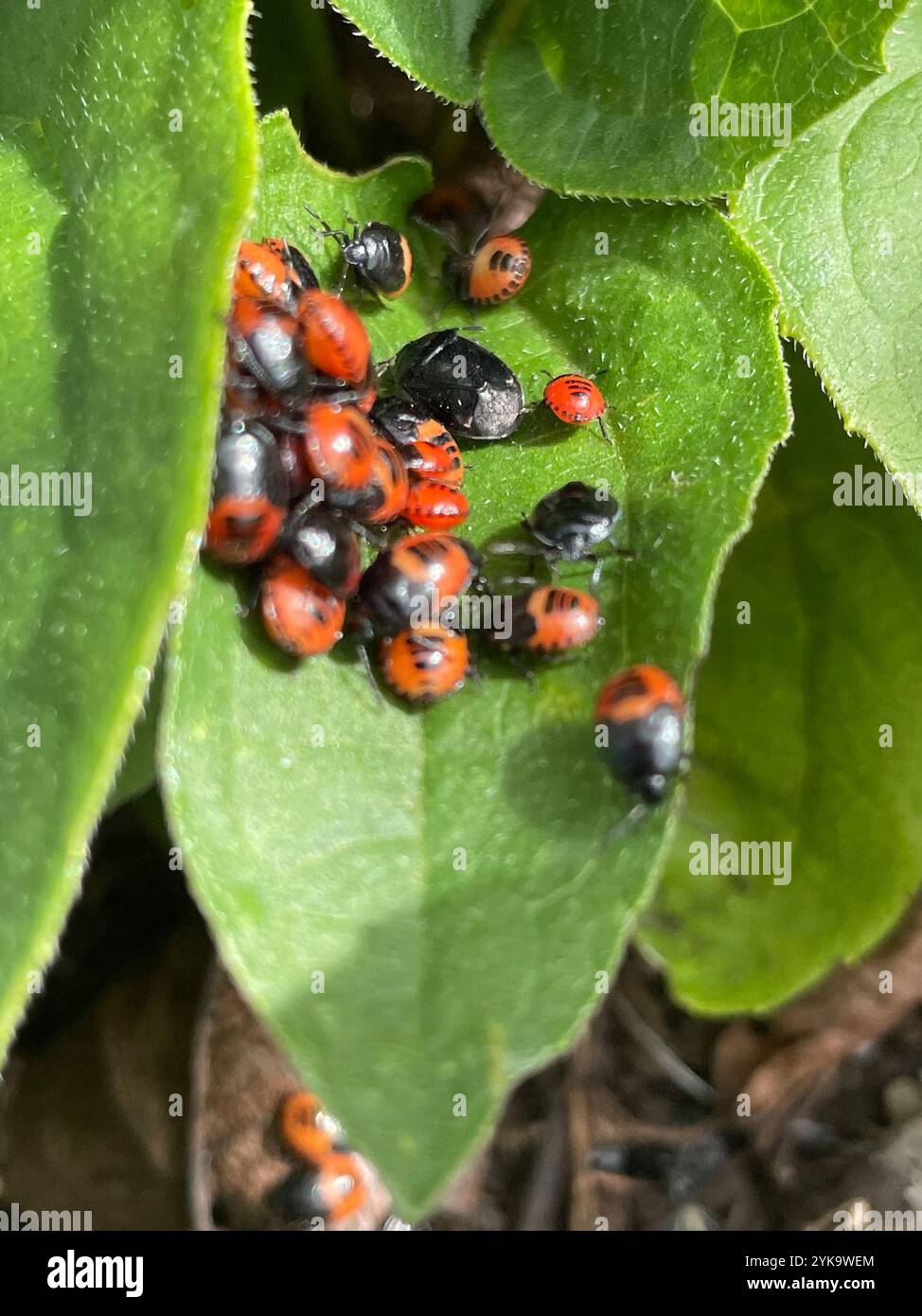 Sehirus cinctus immagini e fotografie stock ad alta risoluzione - Alamy