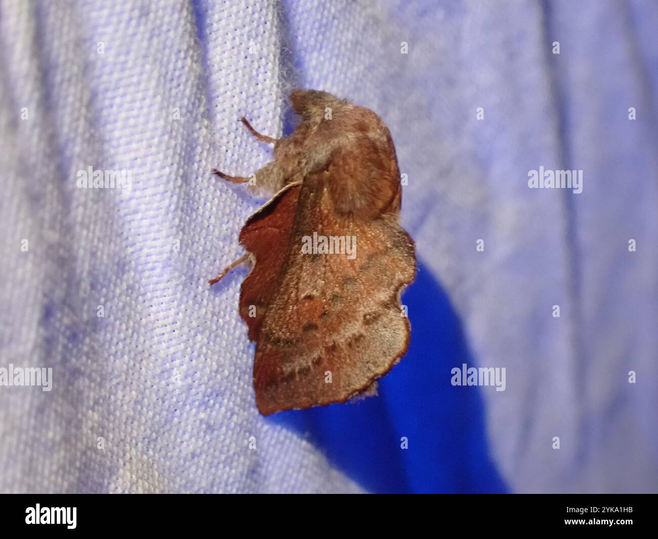 Phyllodesma americana immagini e fotografie stock ad alta risoluzione ...