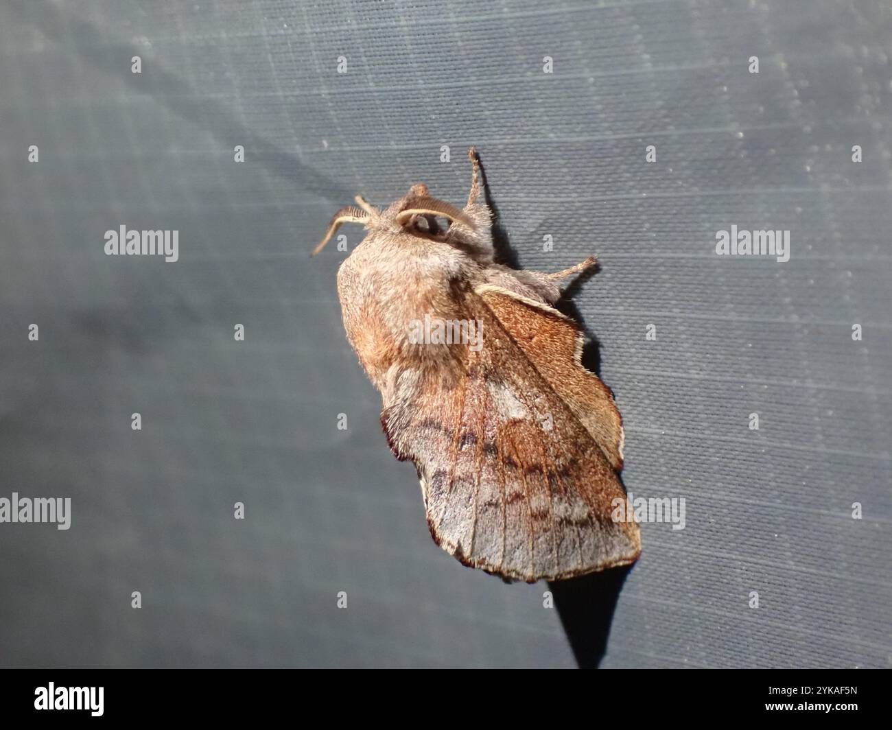 Phyllodesma americana immagini e fotografie stock ad alta risoluzione ...