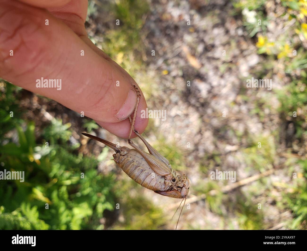 Anabrus simplex immagini e fotografie stock ad alta risoluzione - Alamy