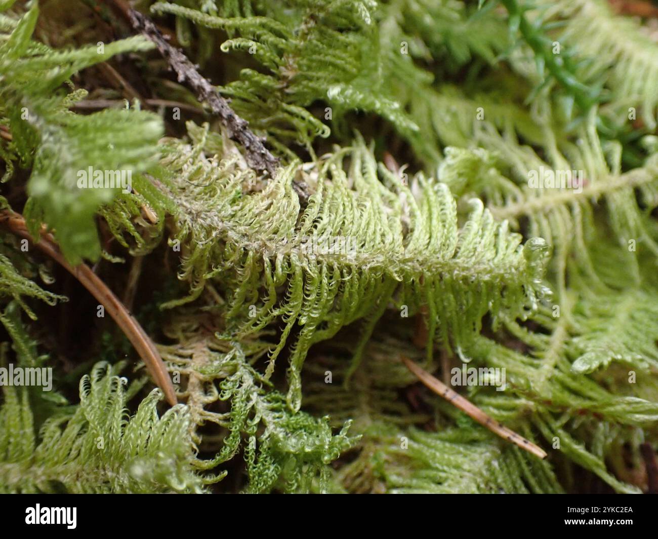 Ptilium crista castrensis immagini e fotografie stock ad alta ...