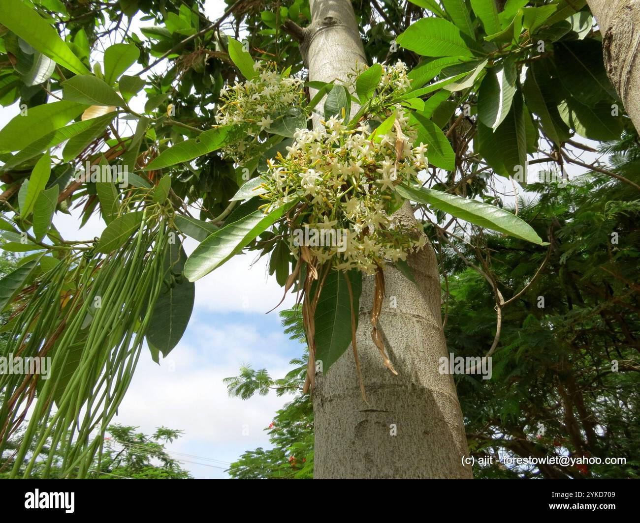 Alstonia macrophylla immagini e fotografie stock ad alta risoluzione ...