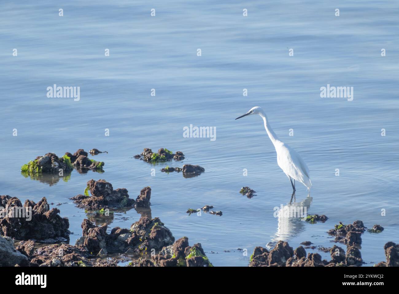 Garzetta nell'habitat immagini e fotografie stock ad alta risoluzione ...