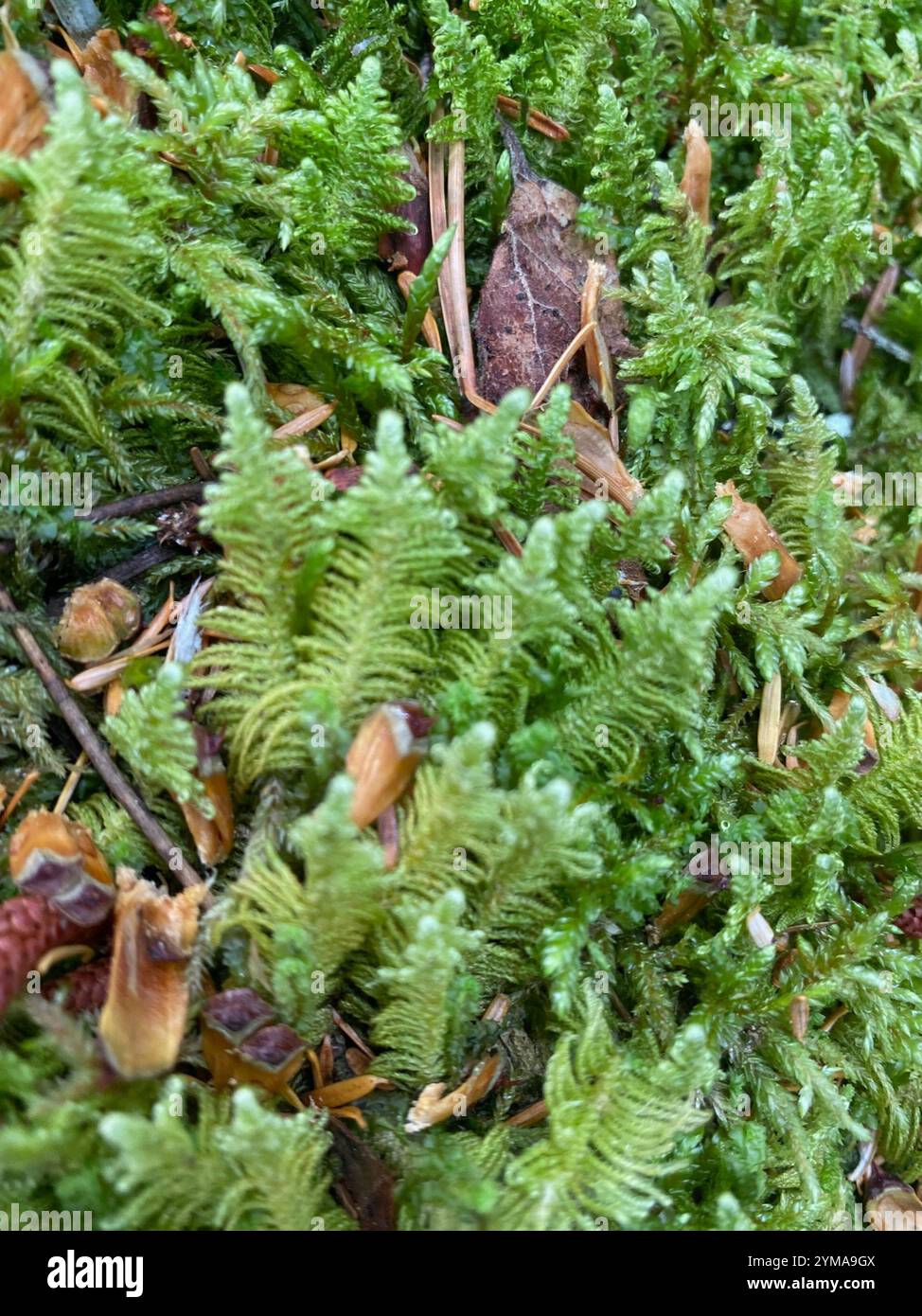 Ptilium crista castrensis immagini e fotografie stock ad alta ...