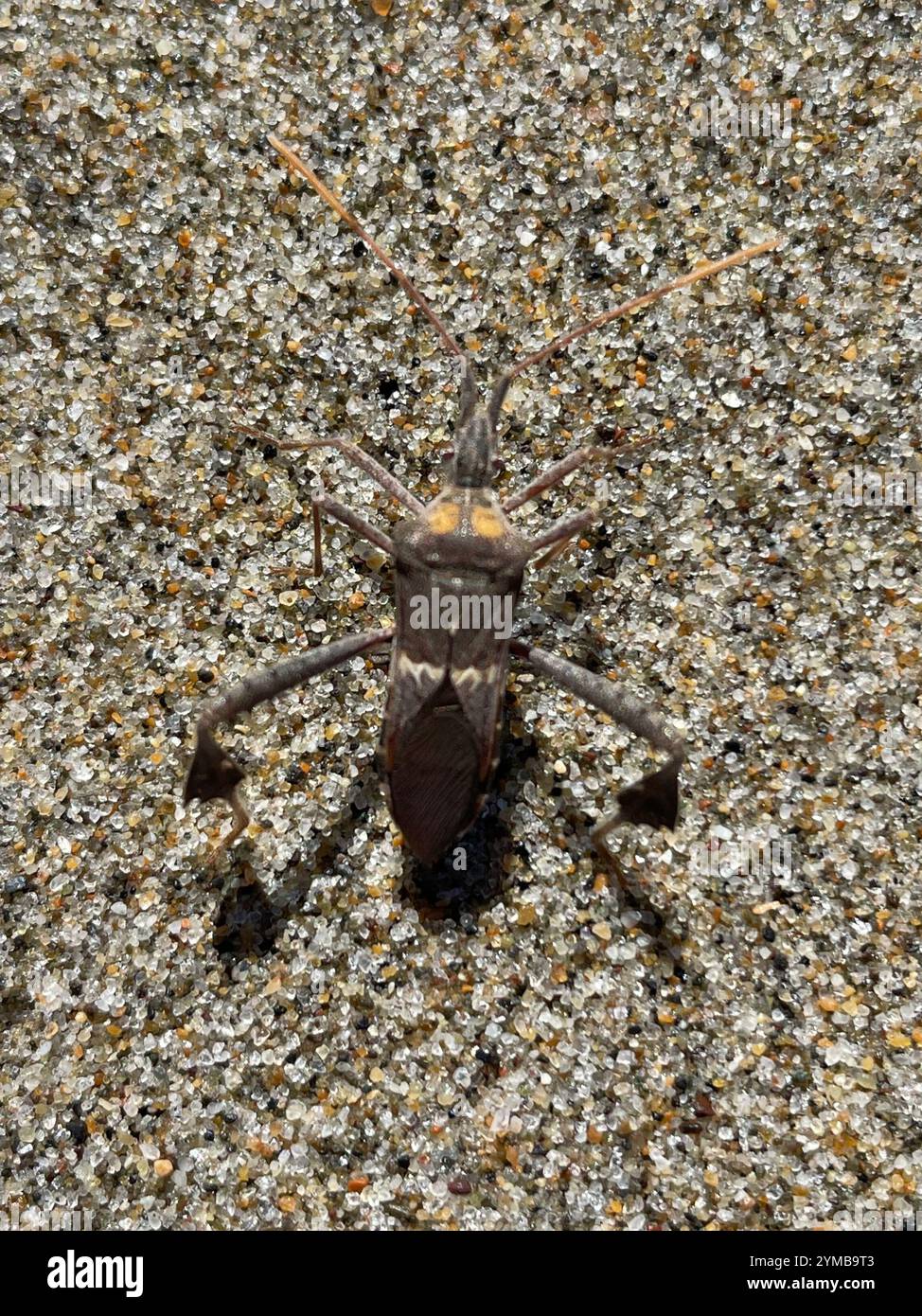 Leptoglossus zonatus immagini e fotografie stock ad alta risoluzione ...