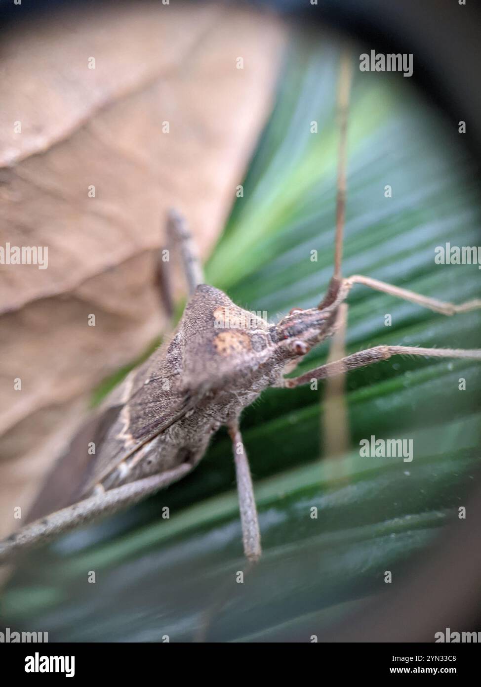 Leptoglossus zonatus immagini e fotografie stock ad alta risoluzione ...