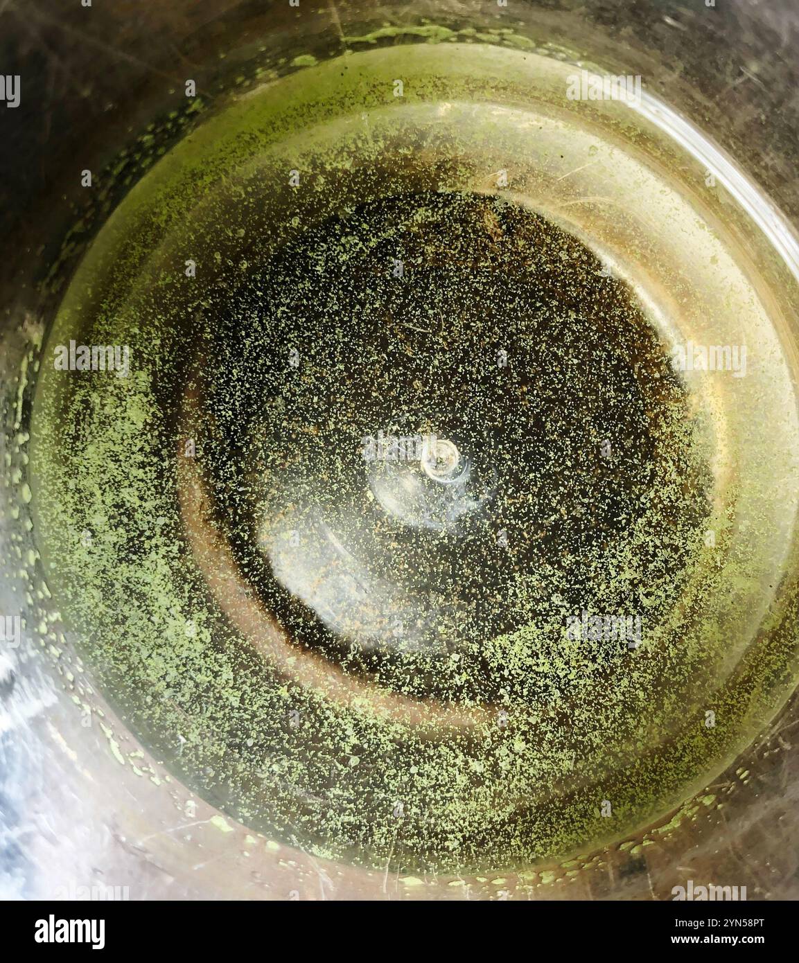 Microcystis aeruginosa immagini e fotografie stock ad alta risoluzione ...