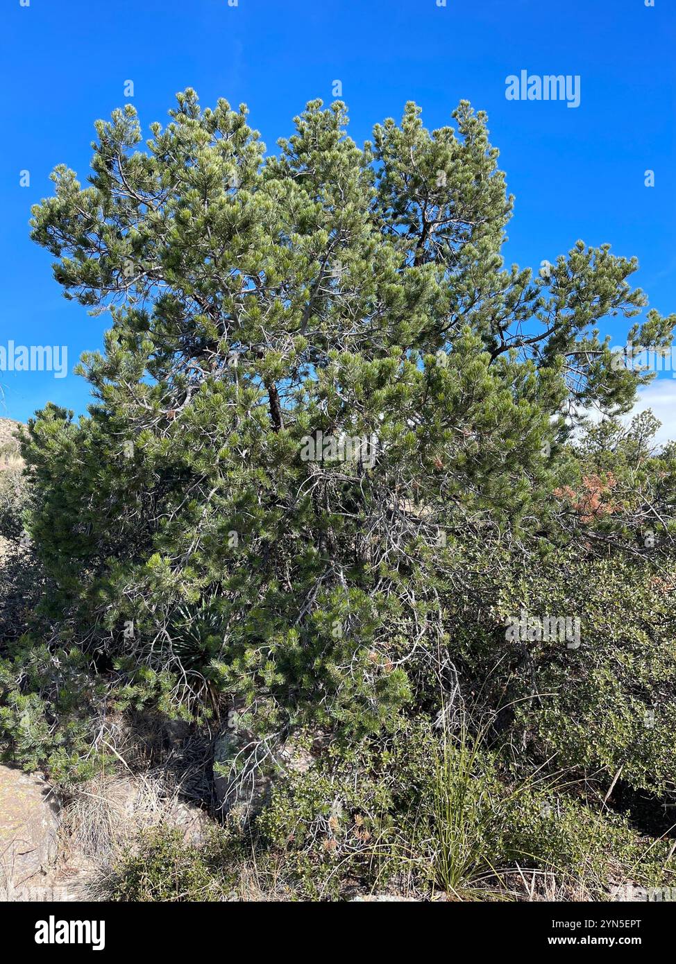 Pinyon messicano immagini e fotografie stock ad alta risoluzione - Alamy