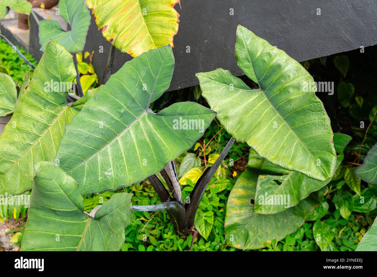 L'Alocasia macrorrhizos è una specie di pianta in fiore della famiglia ...