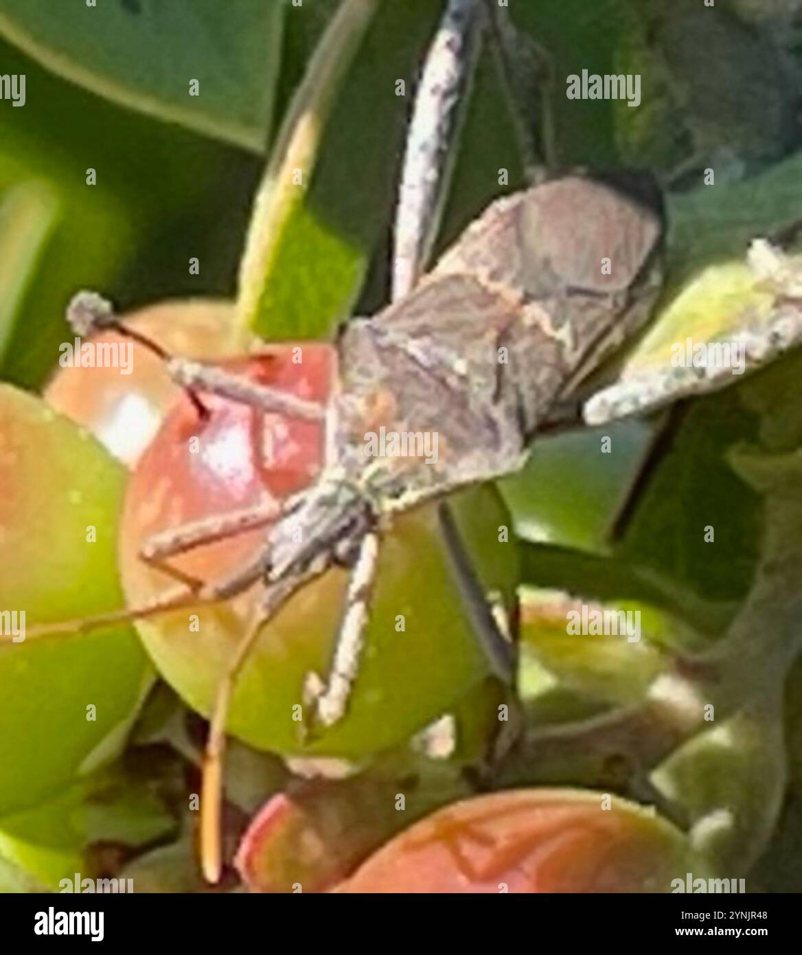 Leptoglossus zonatus immagini e fotografie stock ad alta risoluzione ...