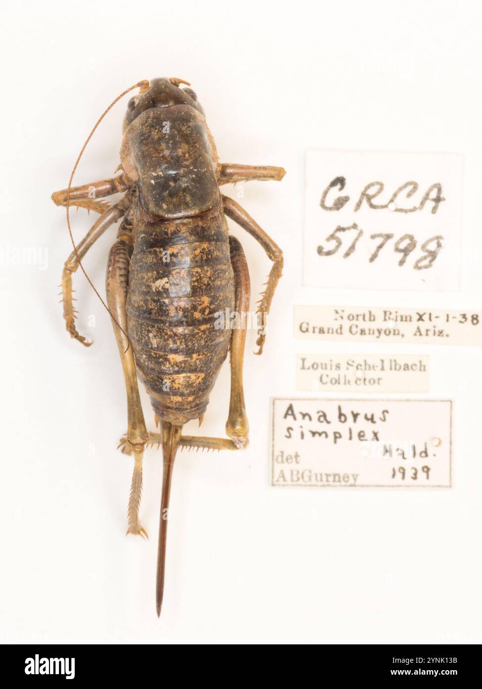 Anabrus simplex immagini e fotografie stock ad alta risoluzione - Alamy