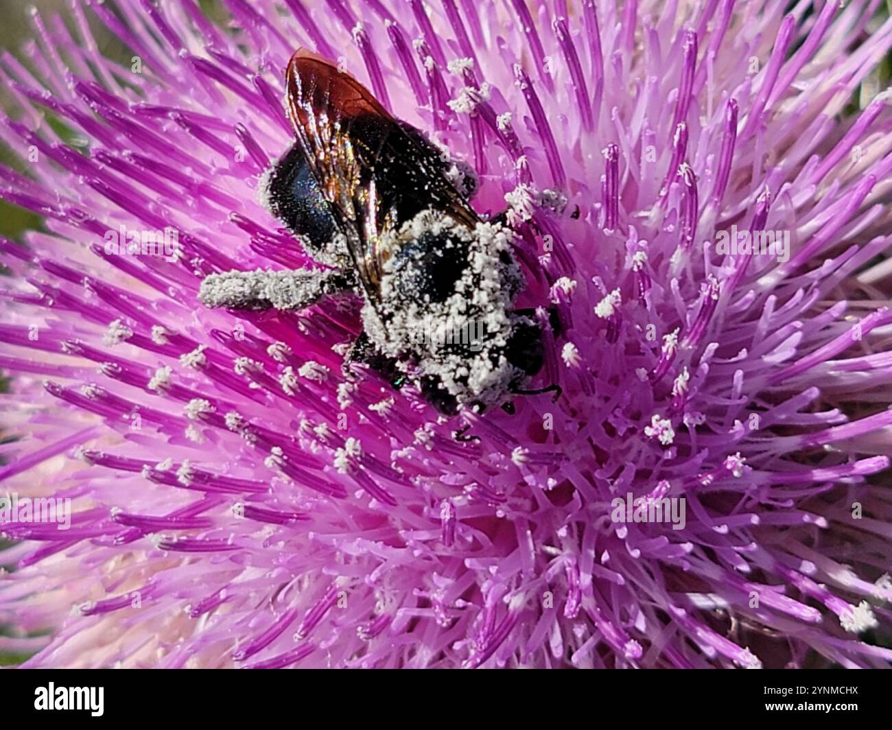 Ape carpentiere meridionale xylocopa micans immagini e fotografie stock ...