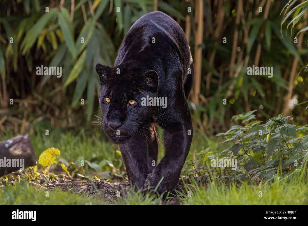 Pantera nera animale immagini e fotografie stock ad alta risoluzione ...