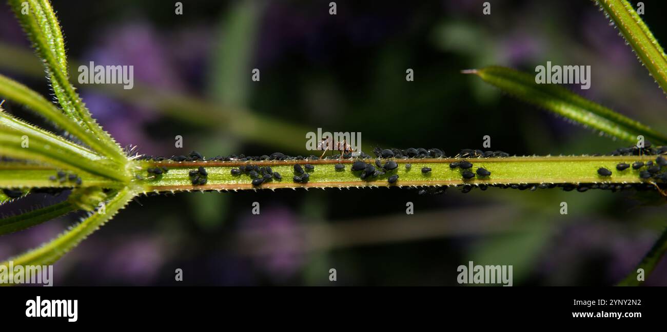 Esoscheletro per proteggere dai predatori immagini e fotografie stock ...