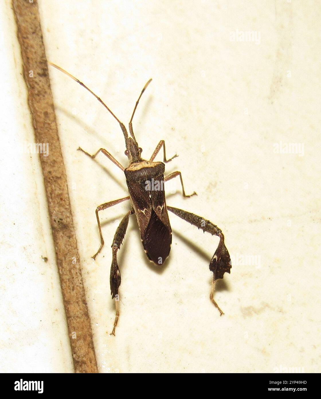 Leptoglossus zonatus immagini e fotografie stock ad alta risoluzione ...