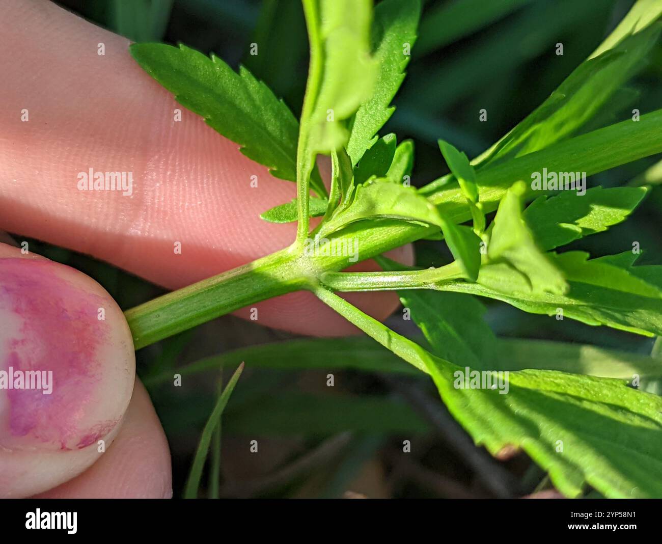 Erbaccia scoparia immagini e fotografie stock ad alta risoluzione - Alamy