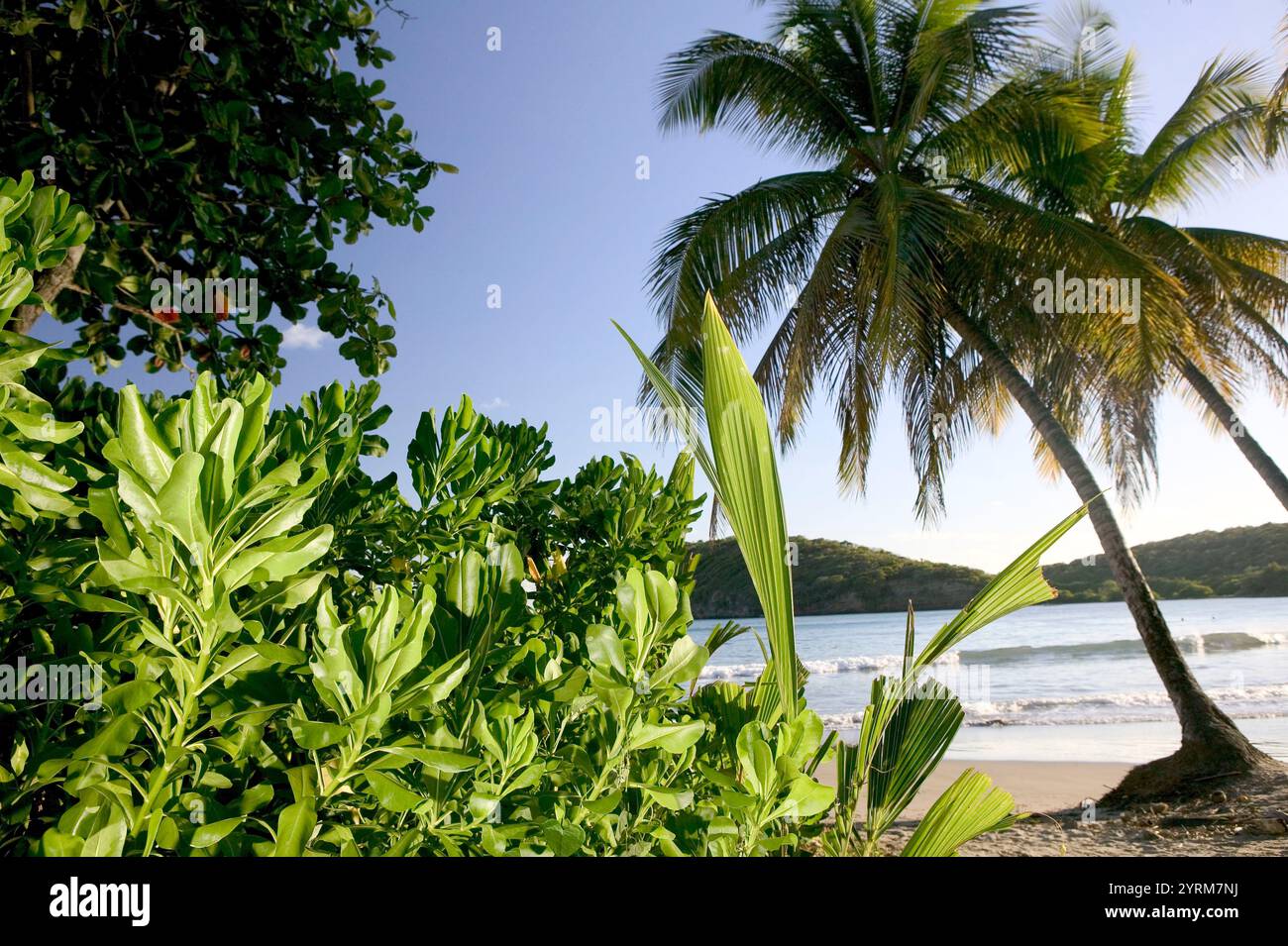 Elizabeth brownlow immagini e fotografie stock ad alta risoluzione - Alamy