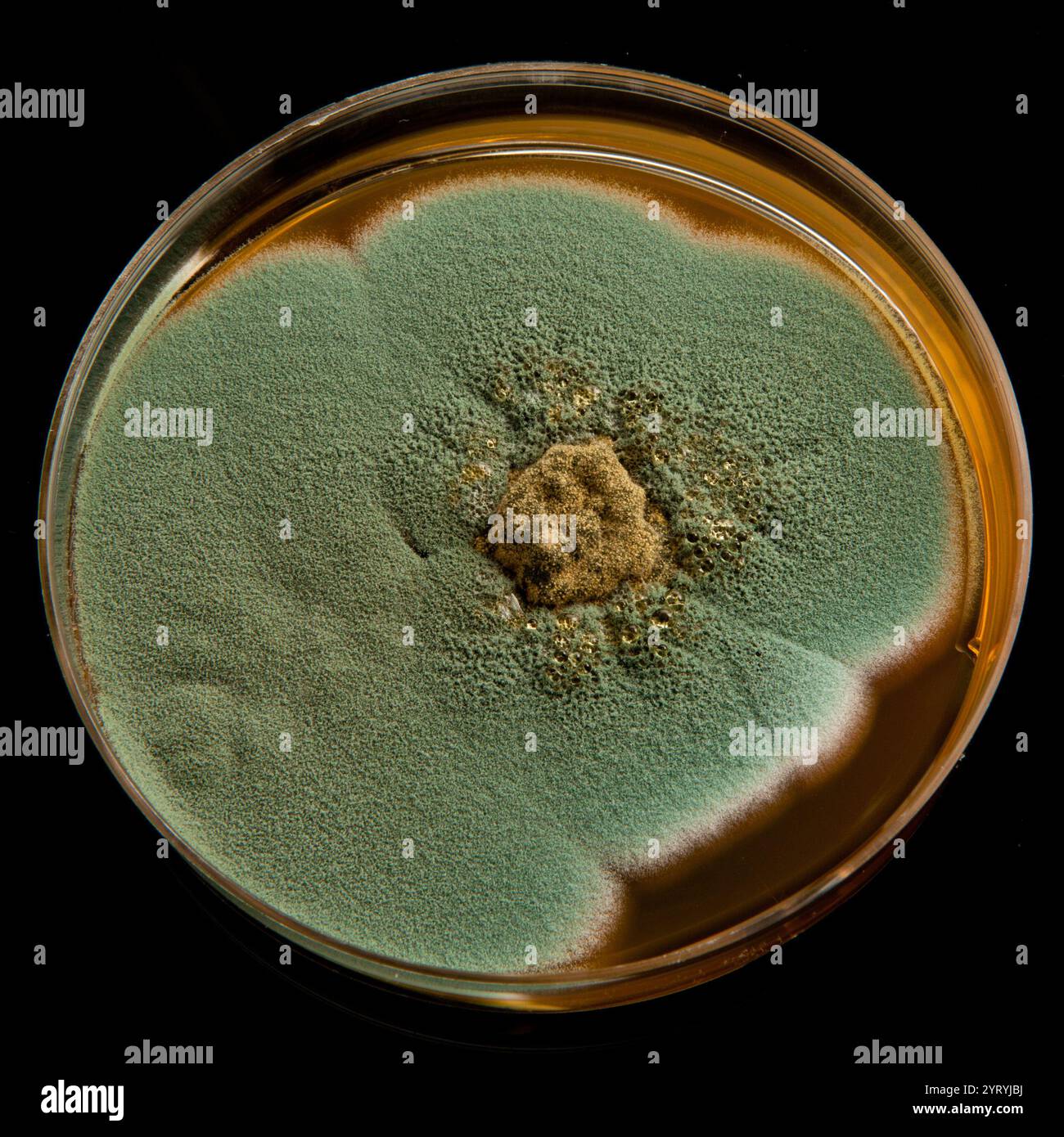 Coltura muffa verde su agar immagini e fotografie stock ad alta ...