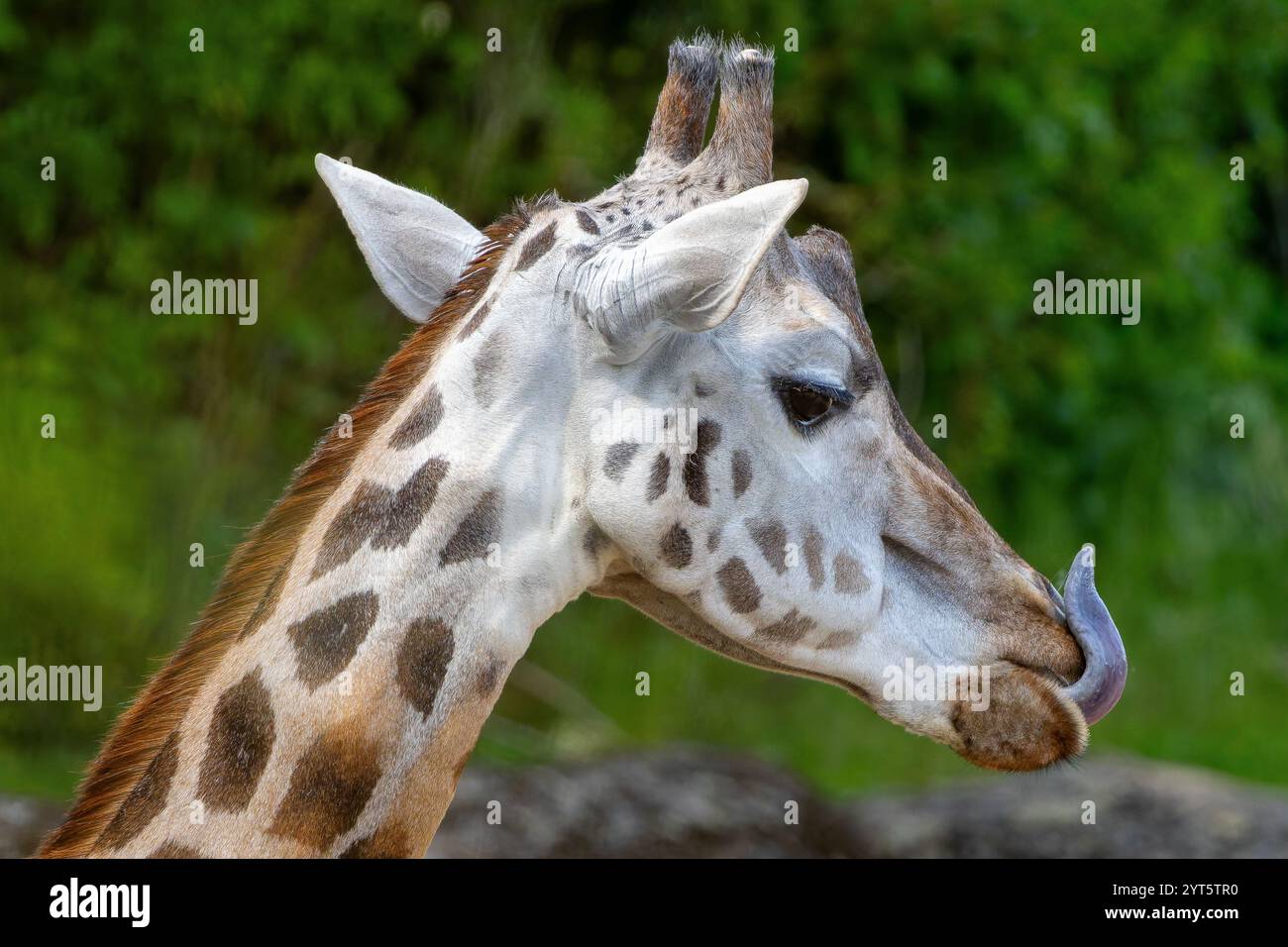Lingua molto lunga immagini e fotografie stock ad alta risoluzione - Alamy