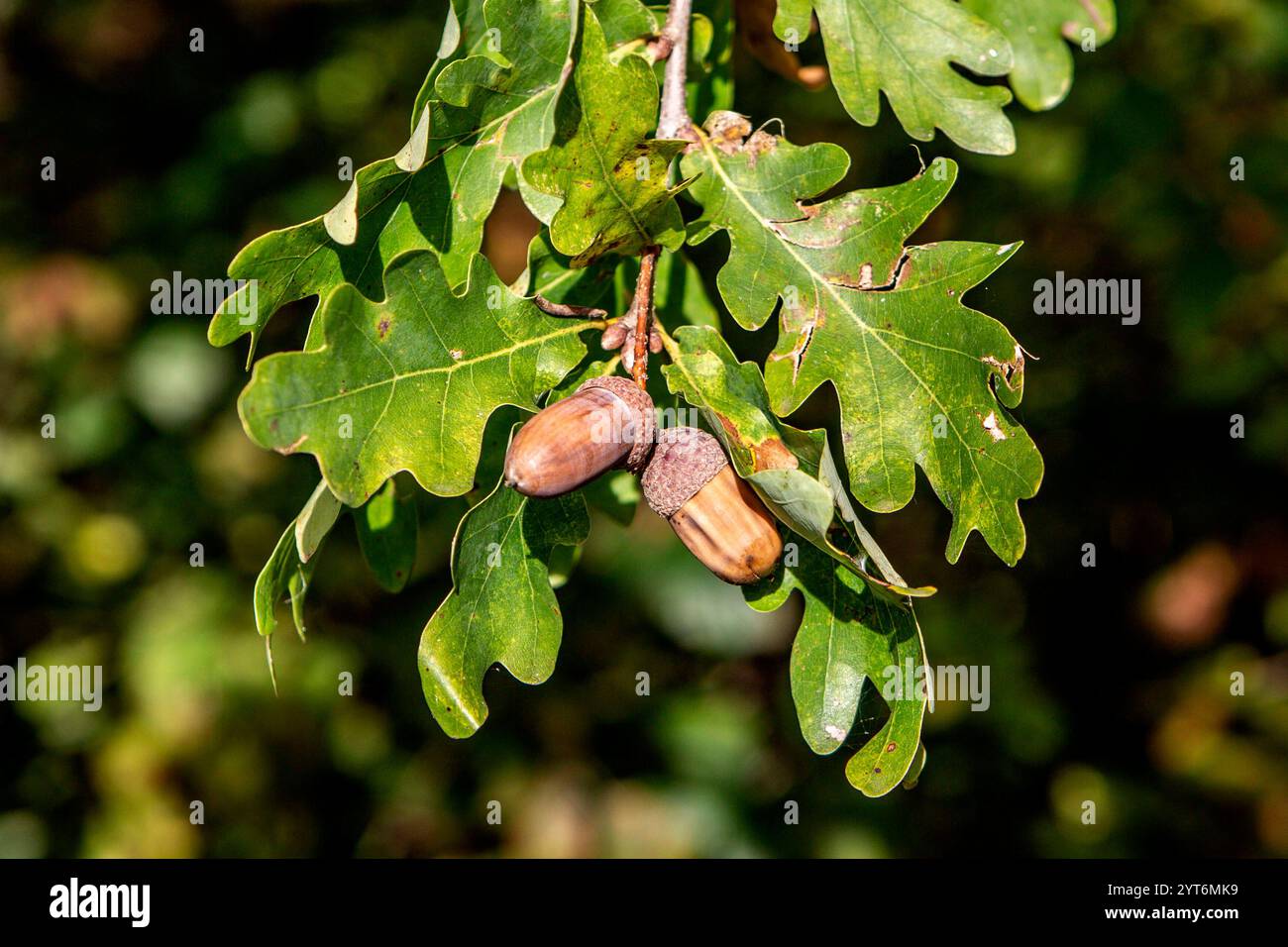 Die Eichen Quercus , von althochdeutsch eih Eiche Eichbaum Eichenbaum ...