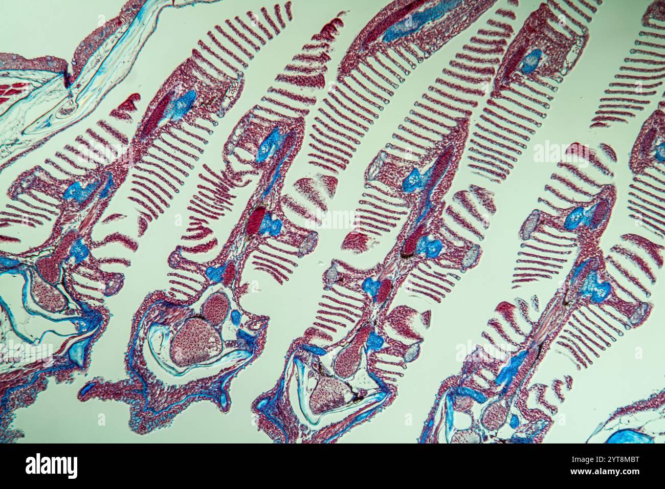 Branchie di pesce immagini e fotografie stock ad alta risoluzione - Alamy