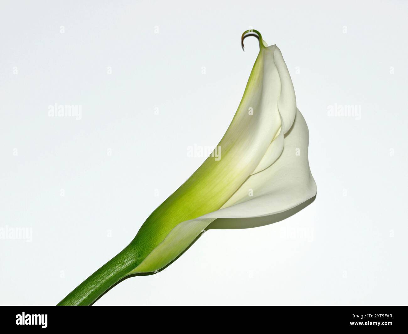White calla immagini e fotografie stock ad alta risoluzione - Alamy
