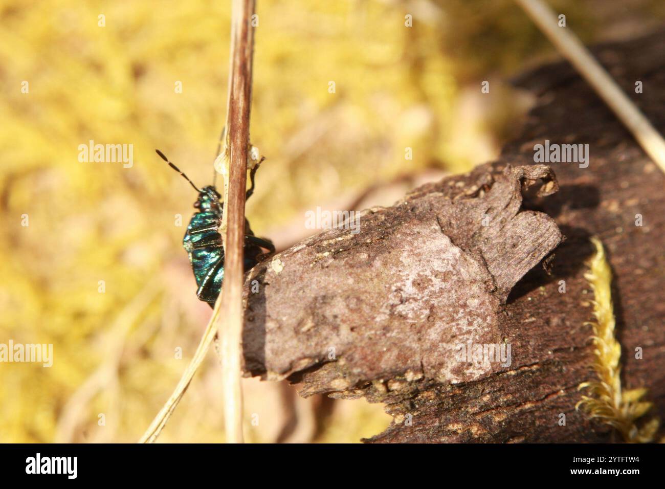Zicrona caerulea immagini e fotografie stock ad alta risoluzione - Alamy