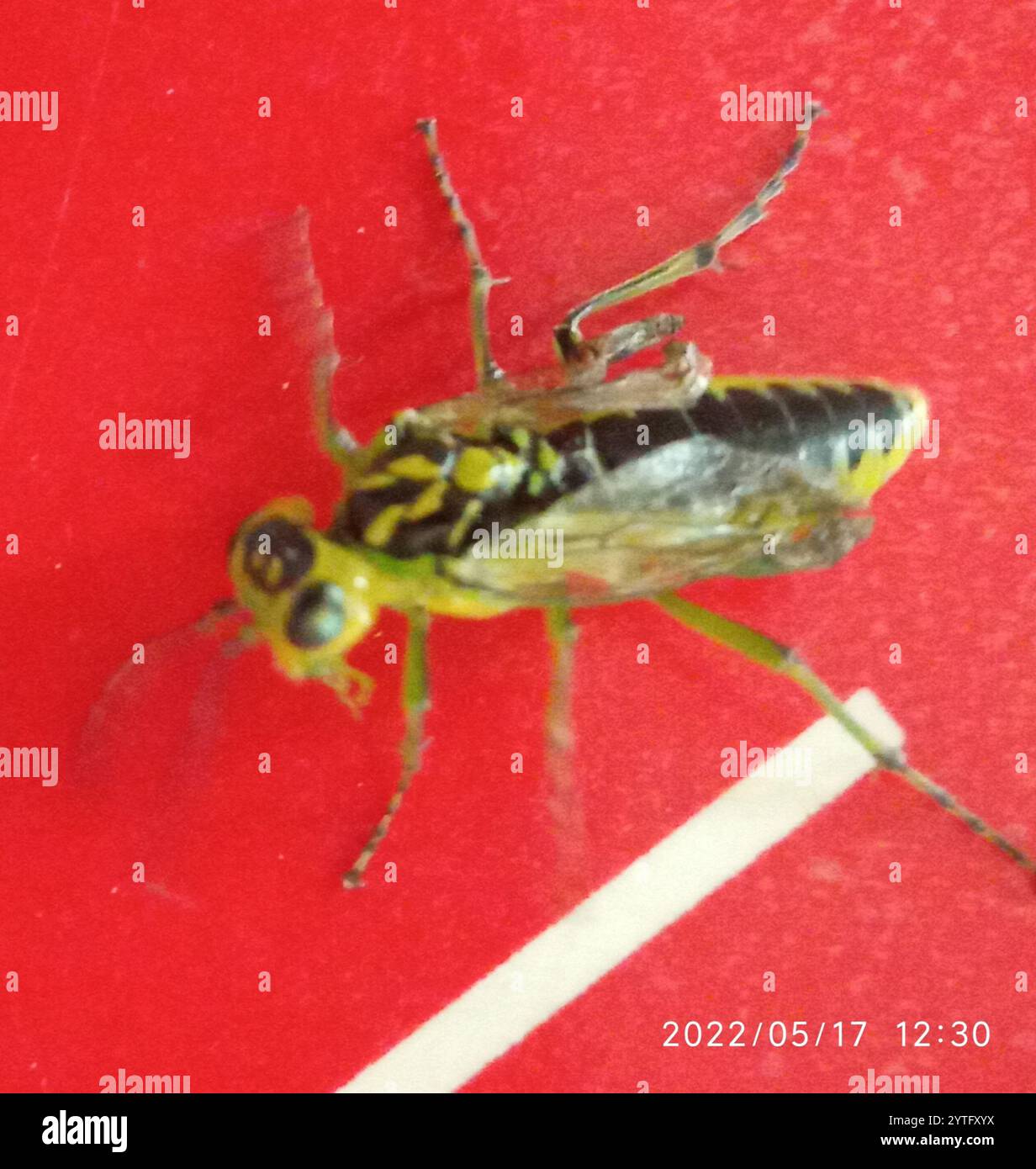 Rhogogaster viridis immagini e fotografie stock ad alta risoluzione - Alamy
