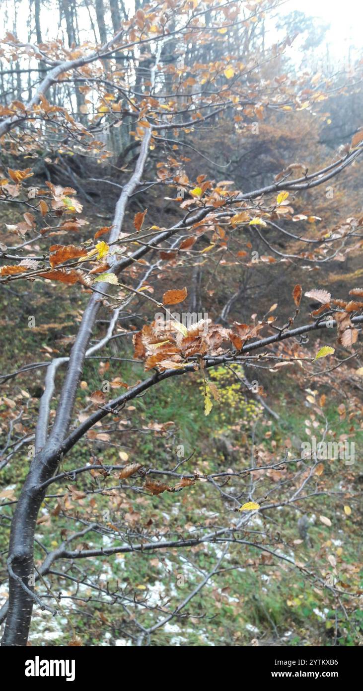 Lenga nothofagus pumilio immagini e fotografie stock ad alta ...