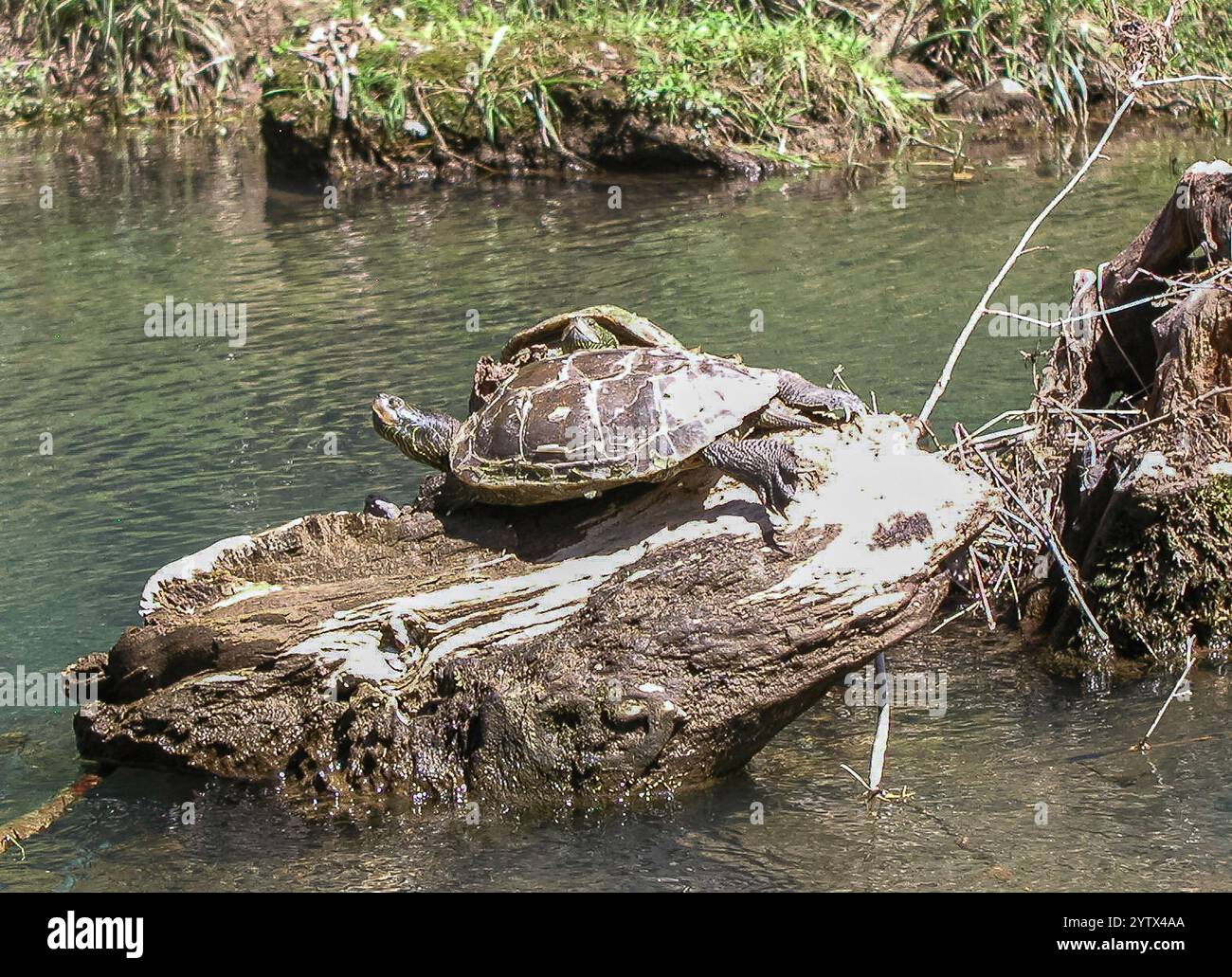 Northern map turtle immagini e fotografie stock ad alta risoluzione - Alamy