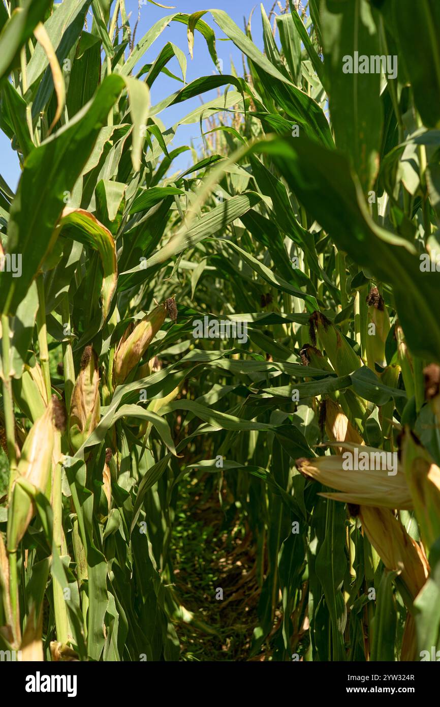 Gambi di mais alti immagini e fotografie stock ad alta risoluzione - Alamy