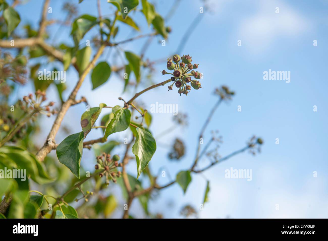 Edera blu immagini e fotografie stock ad alta risoluzione - Alamy