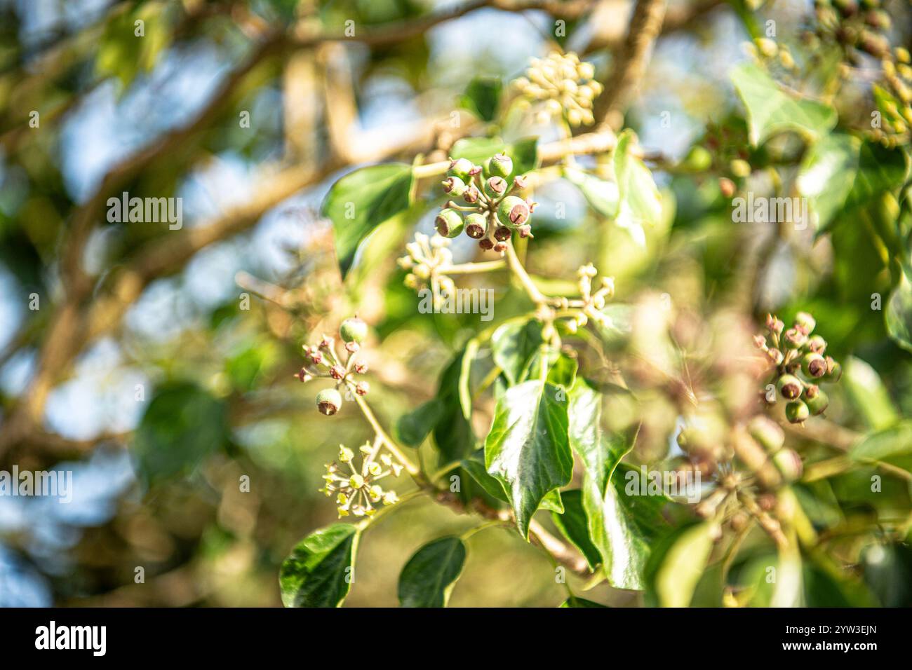 Edera arbustiva immagini e fotografie stock ad alta risoluzione - Alamy