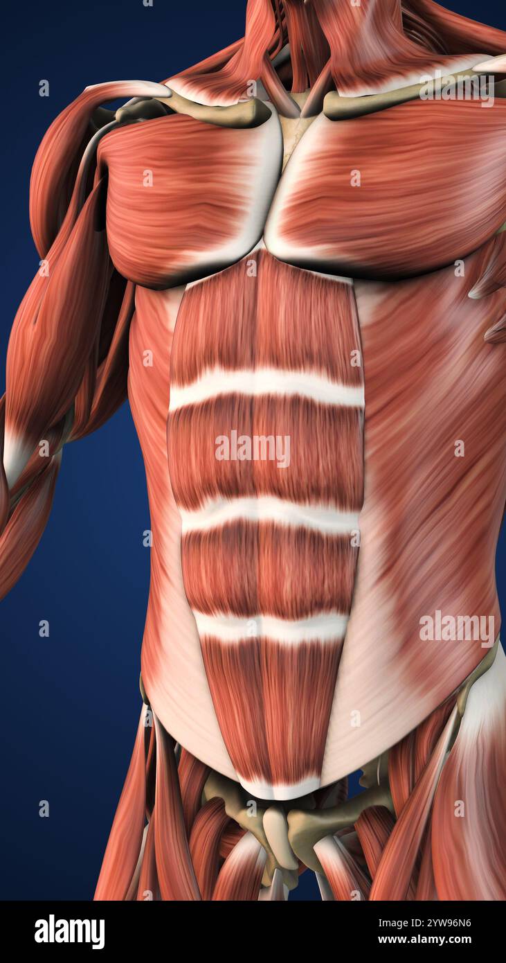 Sezioni anatomia immagini e fotografie stock ad alta risoluzione - Alamy