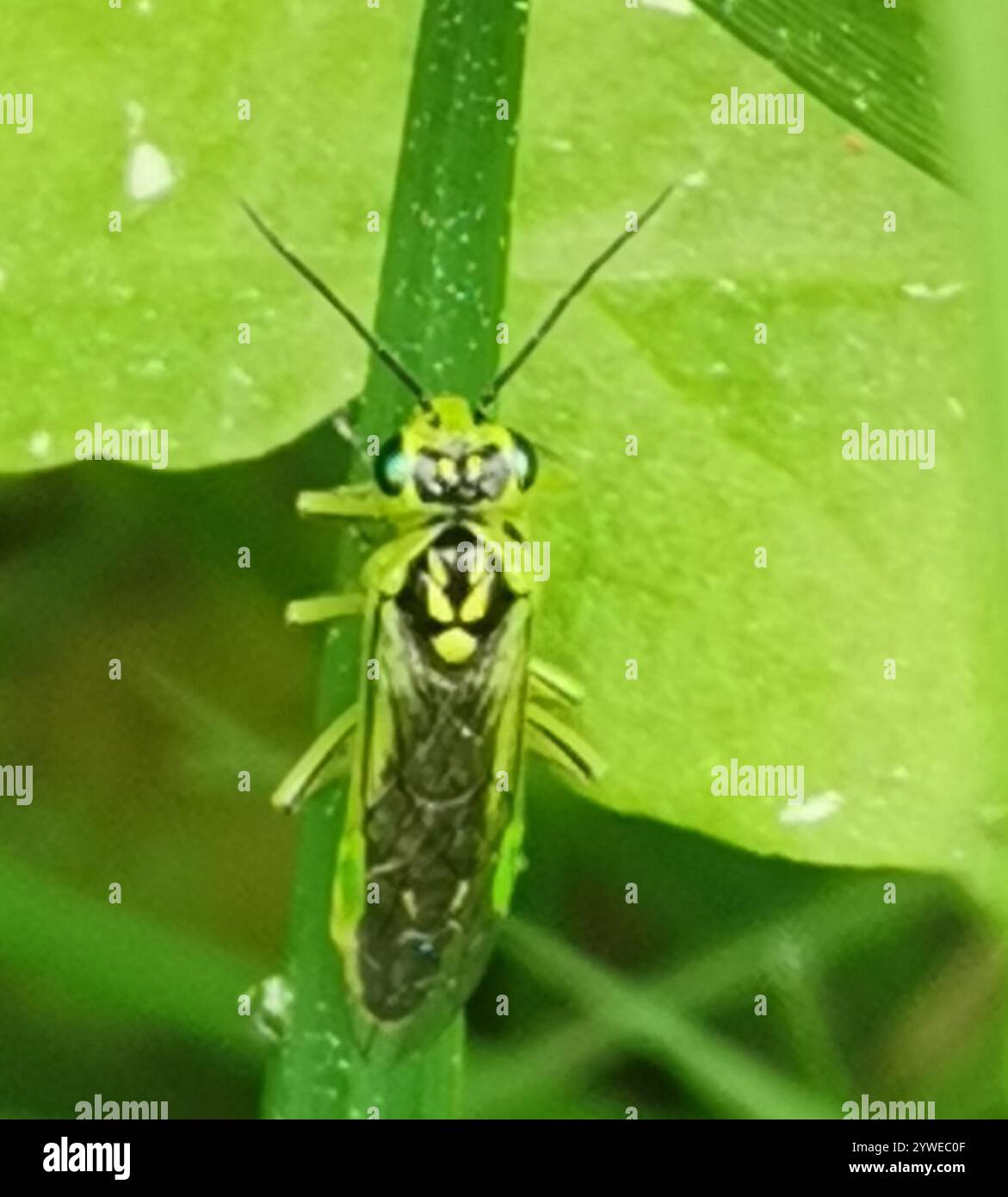 Rhogogaster viridis immagini e fotografie stock ad alta risoluzione - Alamy