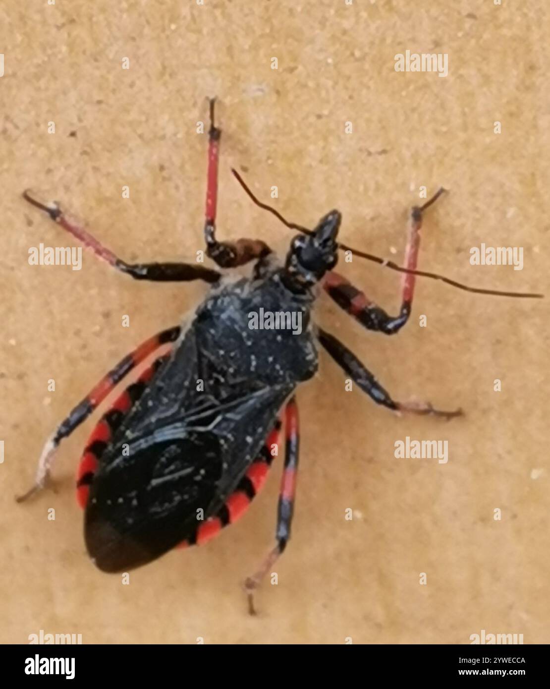 Rhynocoris annulatus immagini e fotografie stock ad alta risoluzione ...