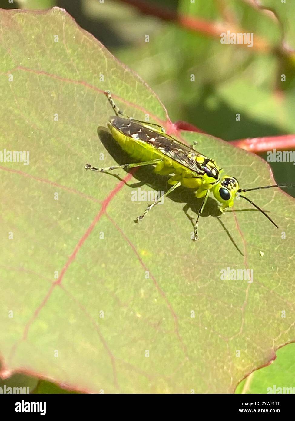 Rhogogaster viridis immagini e fotografie stock ad alta risoluzione - Alamy