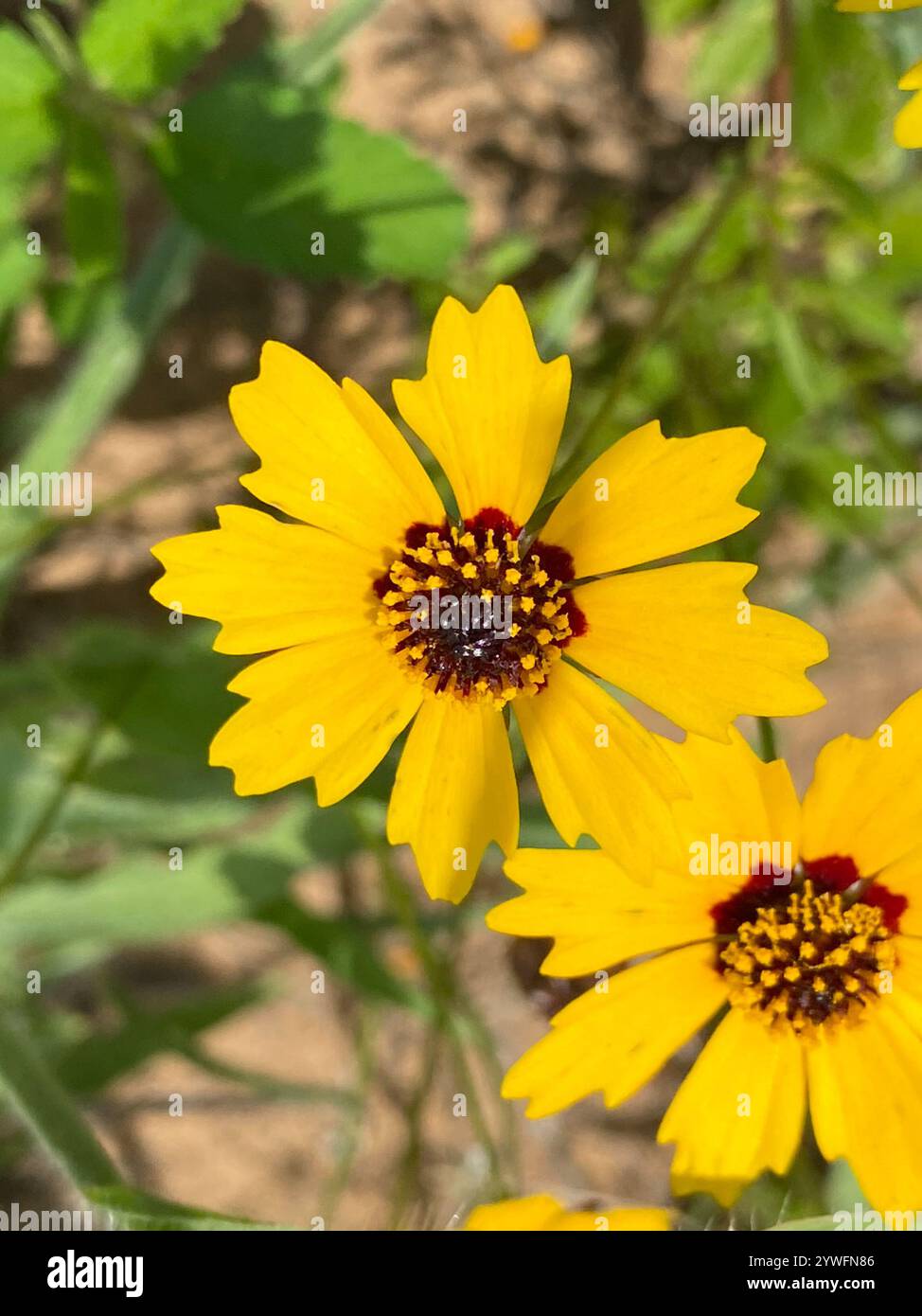 Thelesperma filifolium immagini e fotografie stock ad alta risoluzione ...