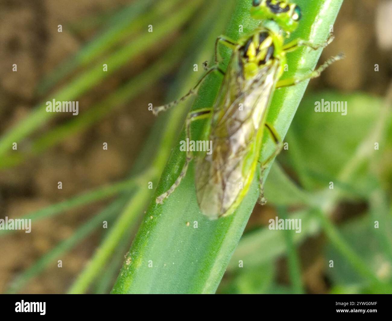Rhogogaster viridis immagini e fotografie stock ad alta risoluzione - Alamy