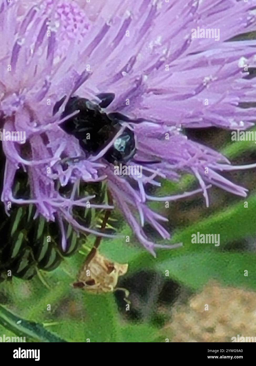Ape carpentiere meridionale xylocopa micans immagini e fotografie stock ...