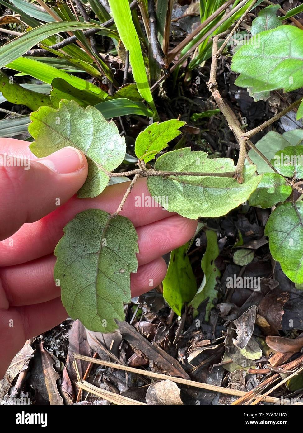 Rubus australis immagini e fotografie stock ad alta risoluzione - Alamy