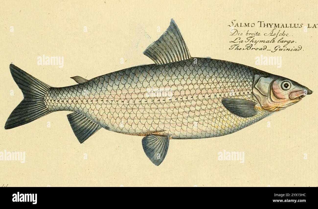 Coregonus oxyrinchus immagini e fotografie stock ad alta risoluzione ...