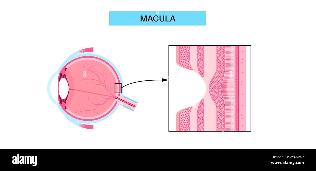 Fovea e la macula immagini e fotografie stock ad alta risoluzione - Alamy